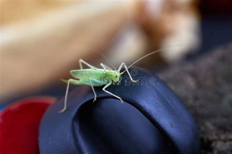 Grasshopper On A Water Bottle Stock Image Image Of Outdoors Wildlife