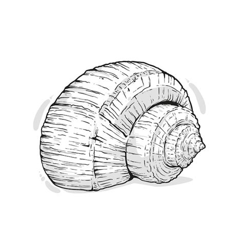 Free Vector Hand Drawn Seashell Outline Illustration