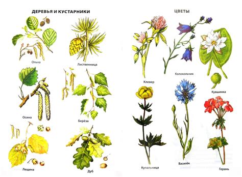 Травянистые растения травы примеры 67 фото