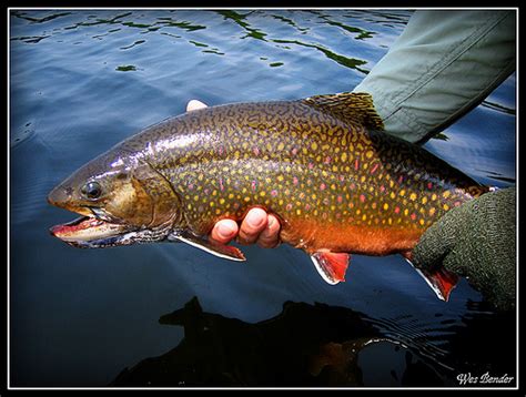 48 Brook Trout Wallpaper On Wallpapersafari