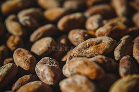 Drying Cocoa Beans Closeup Showing Texture And Wrinkles Stock Image