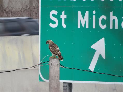 Ebird Checklist 2 Apr 2024 Near Home 1 Species