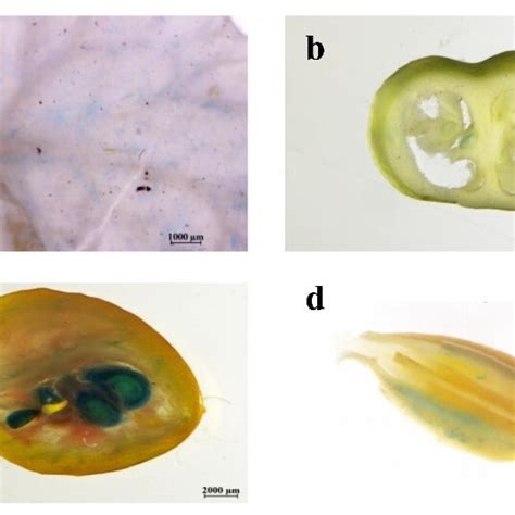 Subcellular Localization Of Slsweet12c In Tobacco Leaves Fm4 64 Was