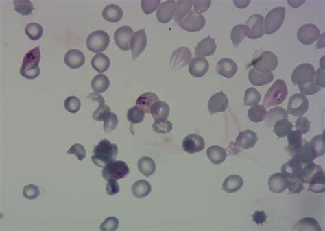 1364 Images Object Detection Dataset By Iit Madras