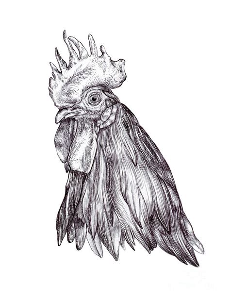 Cockerel Head Ink Drawing Drawing By Andrea Danti Pixels