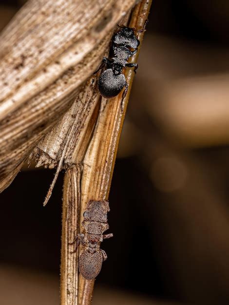 Premium Photo Adult Turtle Ant