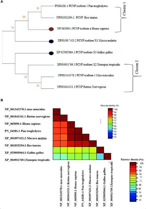 A Phylogenetic Tree Of Pcnp Of Human And Other Mammalian Species Download Scientific