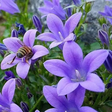 თეკოს ყვავილები