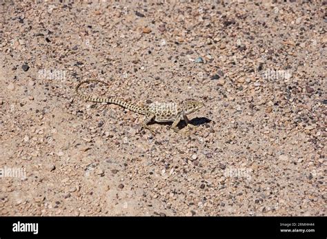 Long Nosed Leopard Lizard Or Gambelia Wislizenii On Gravel And Sandy Ground In The California