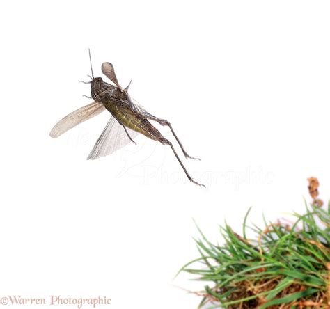 Grasshopper Jumping Drawing