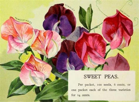 11 Growing Sweet Peas Ideas Growing Sweet Peas Sweet Pea Flowers