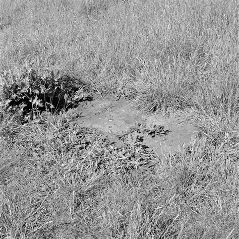 Barren Patch Of Ground Within Grassland Mark Le Ruez