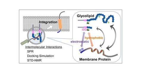 Intermolecular Interactions Between A Membrane Protein And A Glycolipid