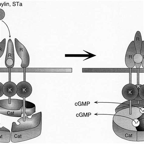 Mechanism Of Activation Of GC C Shown Is A Hypothetical Scheme In Download Scientific Diagram