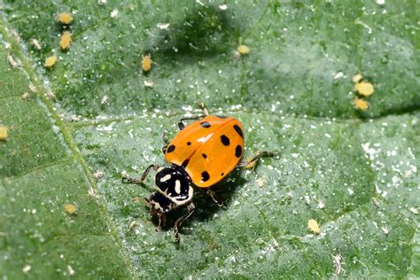 High Tunnels Boost Yield Along With Plant Damaging Insects