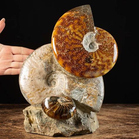 Ammonites And Nautilus On Matrix Fossilised Shell Fossil Shell