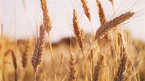 უკრაინული ხორბლის ექსპორტი გაგრძელდება — შეთანხმება მიღწეულია