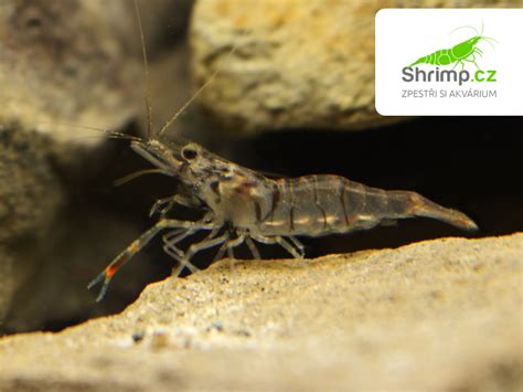 Macrobrachium Asperulum 2 4 Cm