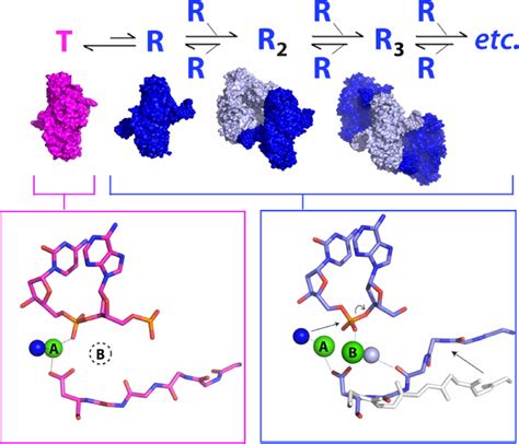 Allosteric Equilibrium Model Of Sgrai Filamentation And Activation