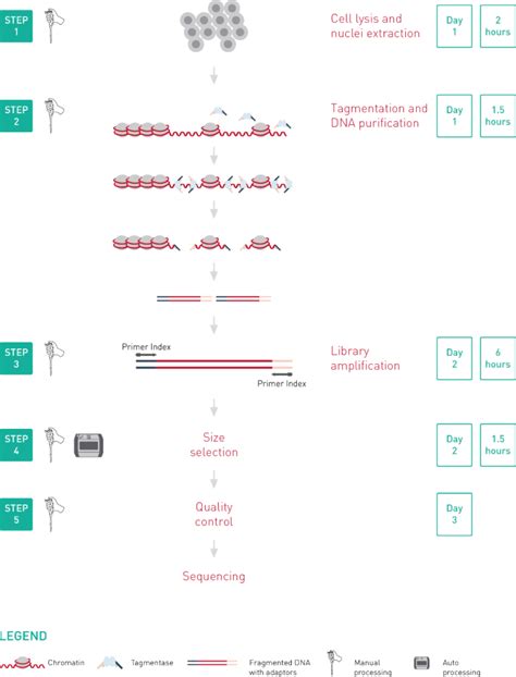 Atac Seq Kit 자연과학