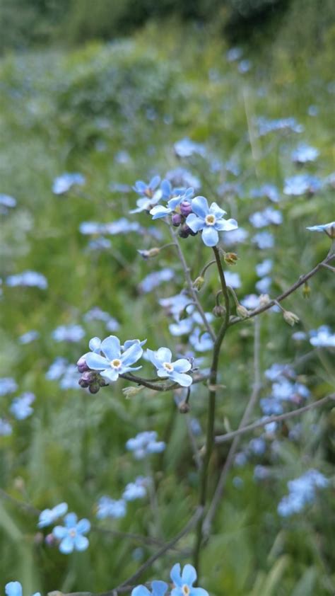 Marias Pass Two People Walking
