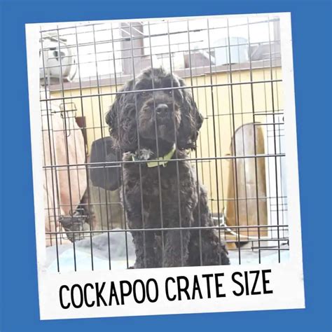 What Size Crate For A Cockapoo Oodlelife®