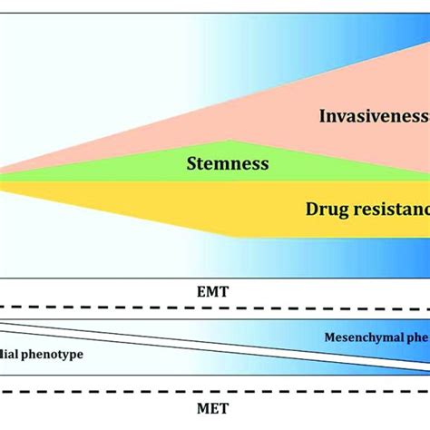 Emt Contributes To Invasiveness Stemness And Drug Resistance Download Scientific Diagram