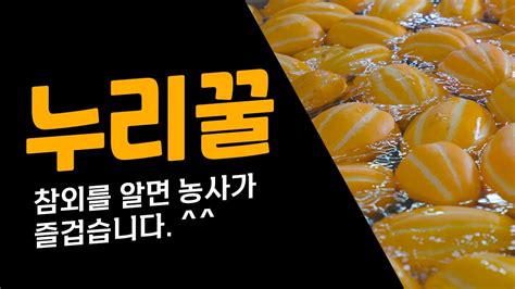 더기반누리꿀 참외 농사 건강을 먹는 여름 재철 과일을 먹으고 건강해 지기🔥 Youtube