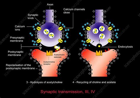 Synapse Artwork Stock Image C Science Photo Library