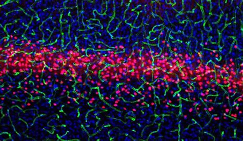 Cisual Cortex News Research Articles