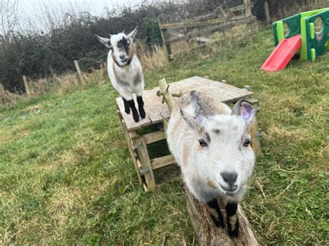 Stolen pygmy goats returned thanks to police and community support Stolen pygmy goats returned ...