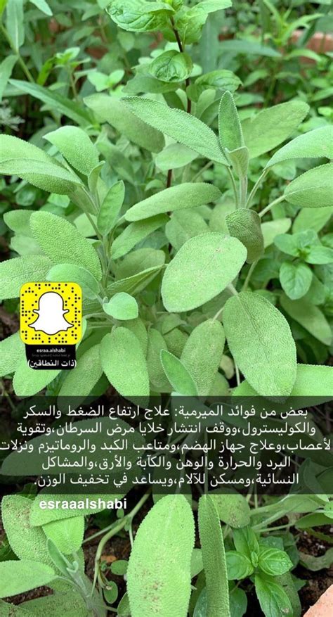 سلسلة دروسذاتالنطاقين الزراعية درس زراعة الأعشاب العطرية في الحديقة الخارجية الدرس كاملاً