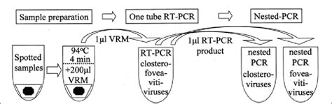 Summary Of The Detection Procedure Download Scientific Diagram