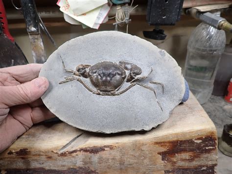 Rb S Fossil Crab Prep Thread Page 11 Fossil Preparation The