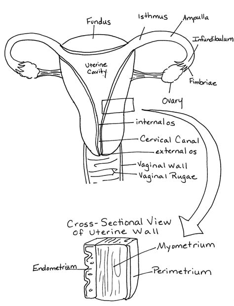 Reproductive System And Pregnancy Illustrated Review Packet Etsy