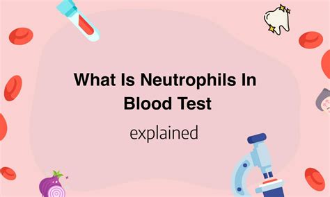Basophils Function Absolute Count Low High And Normal Range