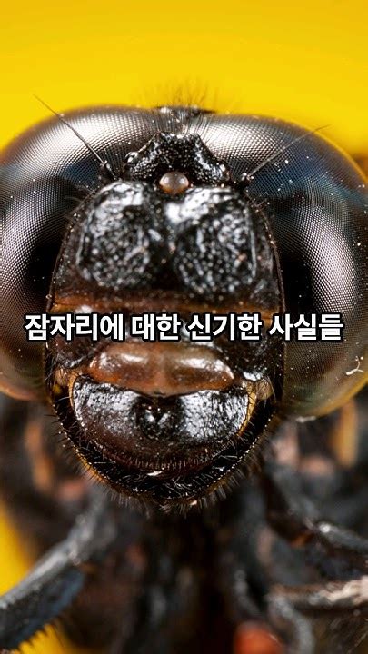 잠자리에 대한 신기한 사실들 잠자리 곤충 자연 과학 다큐 다큐멘터리 만물경 Youtube