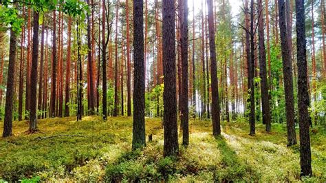 Исцеляющее пение птиц в лесу Звуки природы для оздоровления организма Релакс Youtube