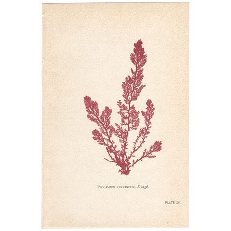 Hervey Sea Moss Plate 15 Plocamium Coccineum Summer Weeds