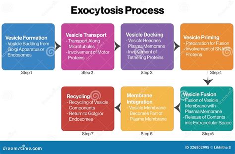 Flowchart Of Membrane Transport Types Illustrated On White Background For Educational Use