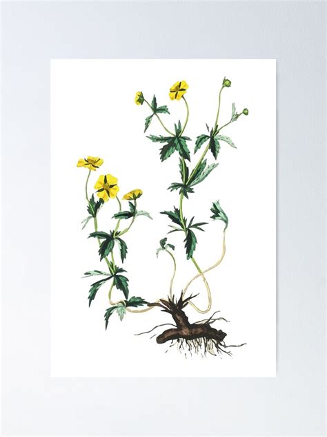 Vintage Snapdragons Poster For Sale By Chopapi Redbubble