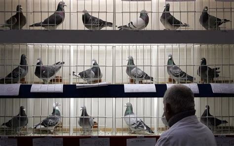 Vor 30 Jahren Trennte Sich Die Armee Von Ihren Brieftauben Nauch