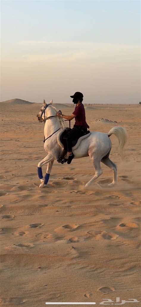 دورة تعليم ركوب الخيل موقع حراج