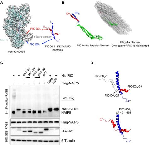 The Flic Subunit In The Naip5 Flic Complex A D0 N And D0 C Helices
