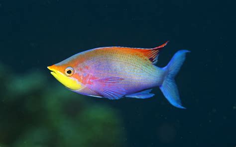 Fish HD Wallpapers Movie HD Wallpapers