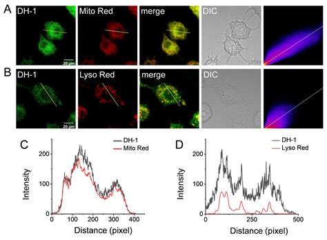 Molecules Free Full Text A Small Molecule Fluorescent Probe For The Detection Of
