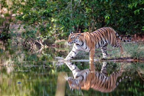 Tiger Panthera Tigris Lifestyle Diet And More Wildlife Explained