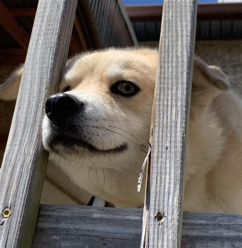 Here Comes Ruby [oc] R Mademesmile