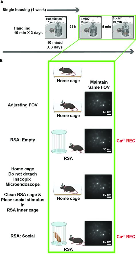 Conducting Rsa Experiment With Simultaneous Ca 2 Imaging A Schedule