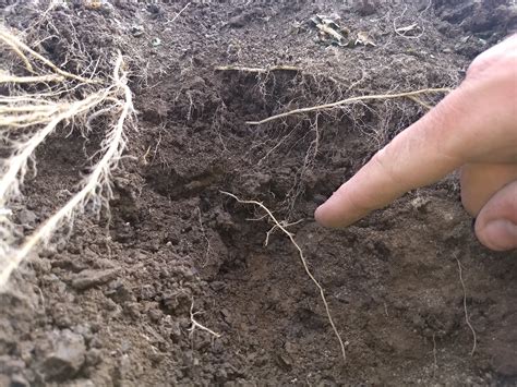 Getting To The Root Of The Problem Digging Soil Profiles To Better Grow Healthy Organic